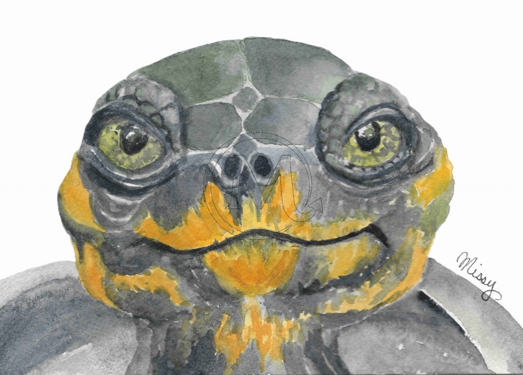 Shelly the Turtle