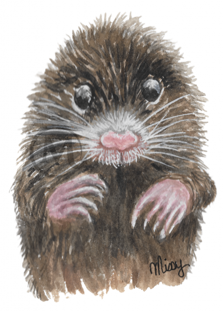 Book Mole